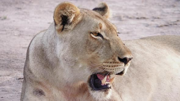 Close up shot of an adult lioness breathing heavily, showing her large ...