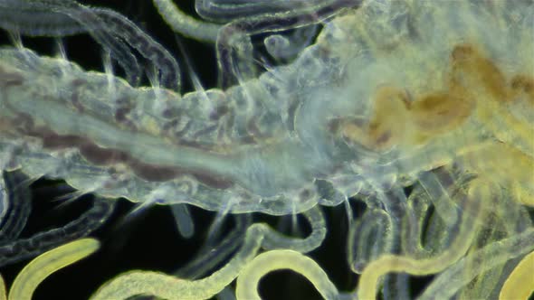 Worm Polychaeta under a microscope. Family Cirratulidae, Stock Footage