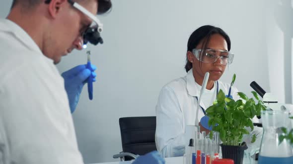 Black Female Microbiologist in Safety Glasses Looking at Plant Leaf ...