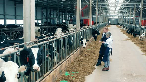 Two Experts are Observing and Discussing Farm Cows, Stock Footage ...