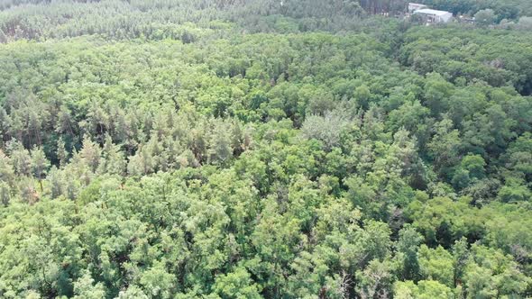 Pine Forest, Aerial View with Drone. Top View in Pine Wood Park on ...