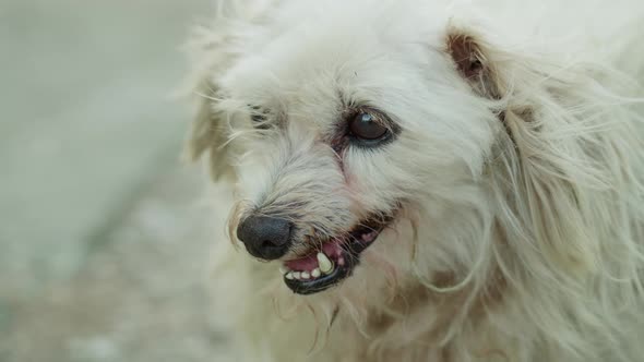 Old Poodle Dog, Stock Footage | VideoHive