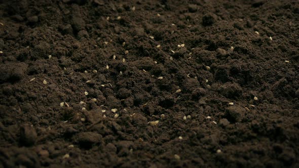 Seeds Are Scattered On The Soil, Stock Footage | VideoHive