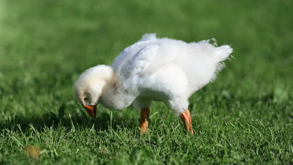 Cute Little Goose Plucking Green Grass Surrounded By Field, Stock Footage