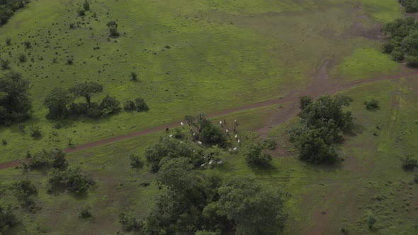 Africa Mali Forest And Cattle Herd Aerial View, Stock Footage | VideoHive