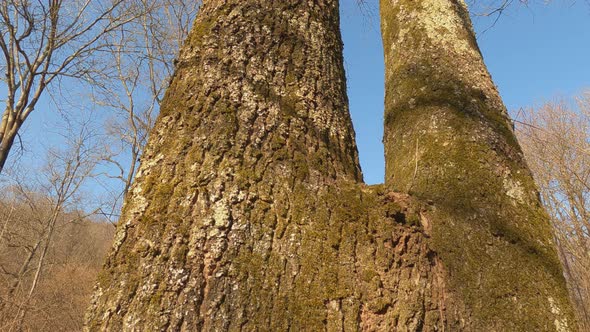 Tilt-up of bifurcated tree trunk with blue sky in background, Stock Footage