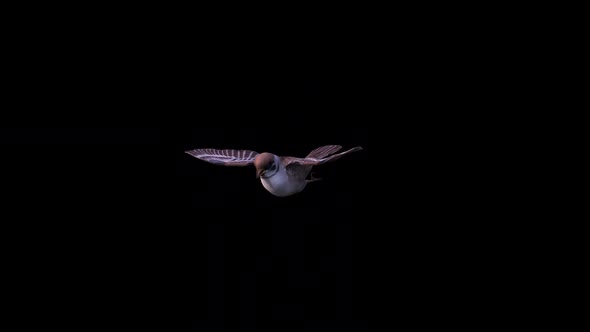 Sparrow Flapping Wings Front Side View, Motion Graphics | VideoHive