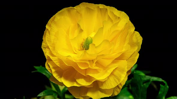 Side View on Ranunculus Flower Blooming in Timelapse, Stock Footage