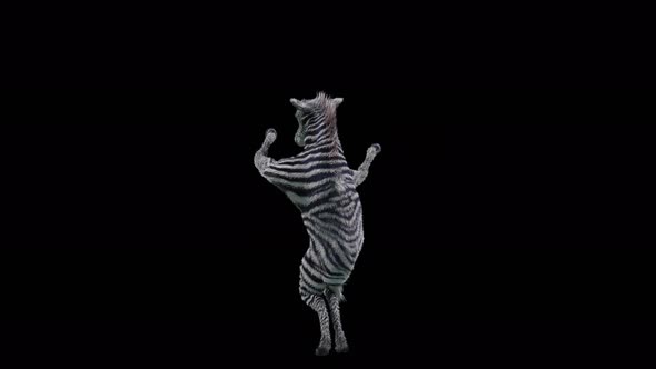 45 Zebra Dancing 4K, Motion Graphics | VideoHive