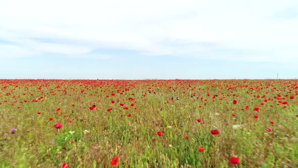 Endless Poppy Field, Stock Footage | VideoHive