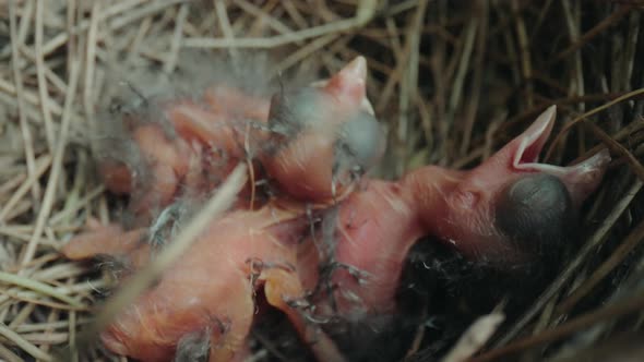 Hungry newborn cardinal hatchlings crying for food from their mother in ...