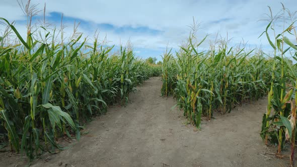 Walking Through the Corn Tunnel in the Corn Maze, First-person View ...