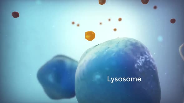 Conceptual Visualization Of A Lysosome., Motion Graphics | VideoHive