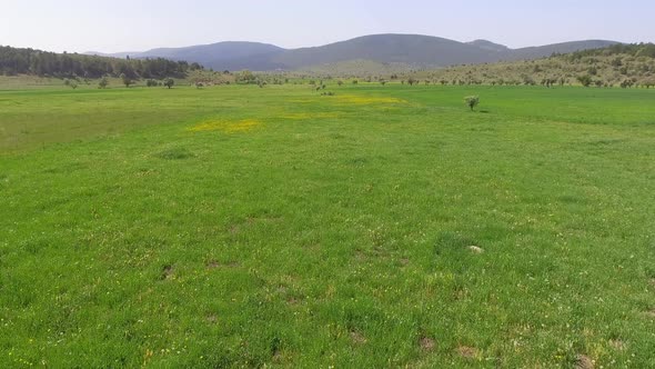 Small Meadow With Sparse Trees, Stock Footage | VideoHive