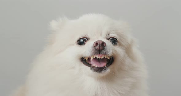 Pomeranian dog get angry, Stock Footage | VideoHive