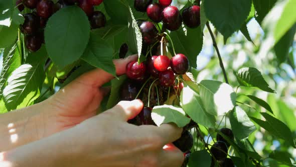 A Bucket of Overripe Large Cherries in the Garden, Stock Footage ...