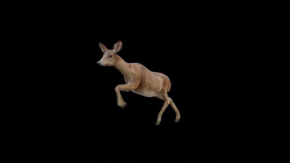 Brown Doe Jumping View From Front Side, Motion Graphics | VideoHive