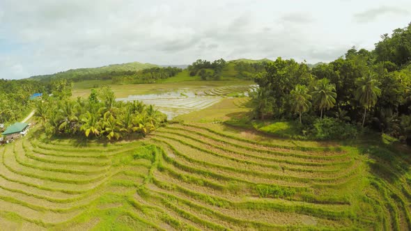 Rice Fields of the Philippines, Stock Footage | VideoHive
