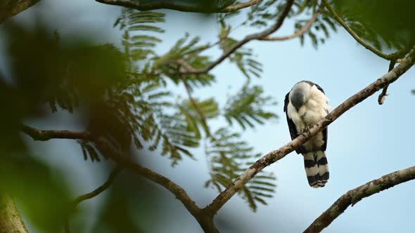 Gray Headed Kite (leptodon cayanensis), Costa Rica Bird of Prey and ...