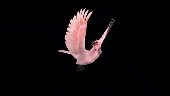 Pink Parrot - Mitchell's Cockatoo - Flying Loop - Side Angle - Alpha ...