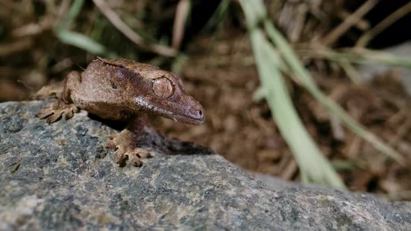 Tiny crested gecko makes a jump across rock, Stock Footage | VideoHive