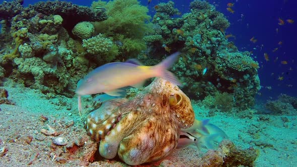 Octopus Fishing, Stock Footage | VideoHive