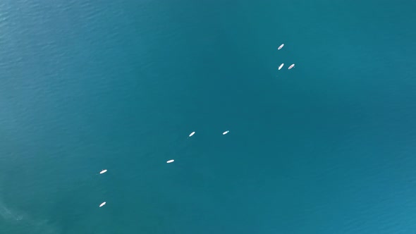 Sup surfing group aerial view 4 K Turkey Alanya, Stock Footage | VideoHive