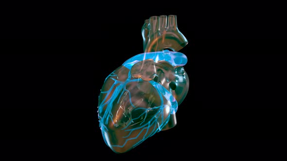 Human Heart, Motion Graphics | VideoHive