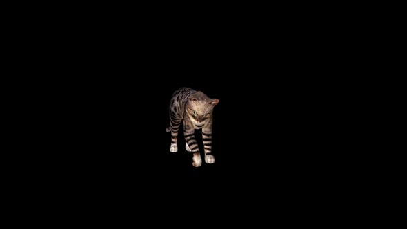 Cat Idle, Motion Graphics | VideoHive