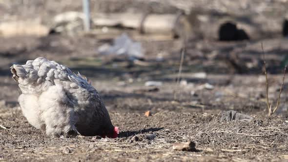 Chicken Rakes the Ground in Search of Grain, Stock Footage | VideoHive
