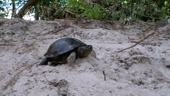 River Turtle Crawling on the Sand Near Riverbank. Slow Motion, Stock ...