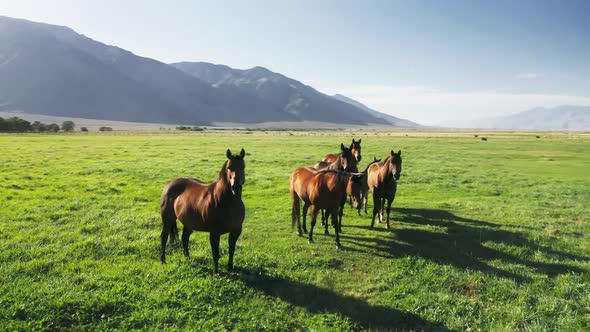 Horse Breeding Ecology Environment Exploration Wild Animal Concept ...