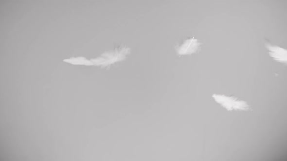 White Feathers Flying in the Wind and Falling Down on Clean Background ...