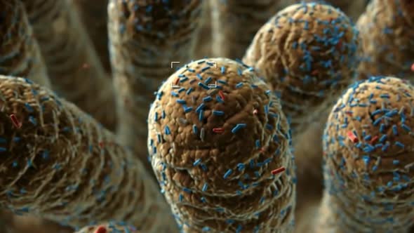 Bacteria Under The Microscope. An animated clip of a large colony ...