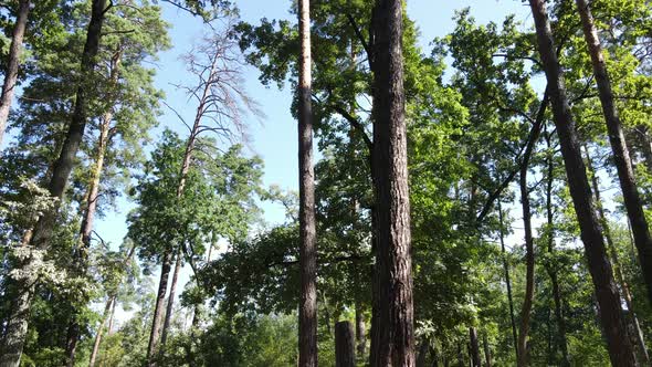 Slow Motion View of Green Forest By Day, Stock Footage | VideoHive