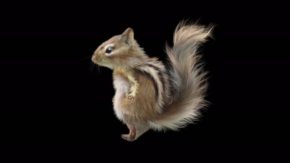 Chipmunk Walk 4K, Motion Graphics | VideoHive