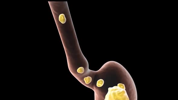 Human Digestive System Anatomy Animation Concept., Motion Graphics