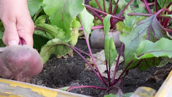 Female Hands Pull Out Fresh Beets From the Soil, Stock Footage | VideoHive