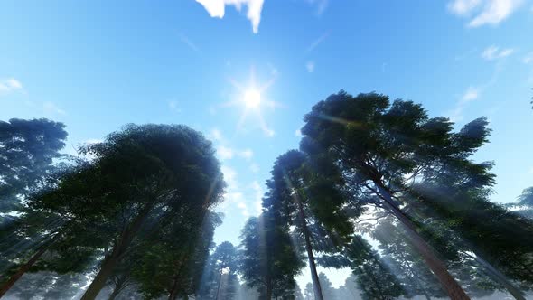 Forest, Motion Graphics | VideoHive