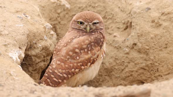 Burrowing Owl in the Desert, Stock Footage | VideoHive