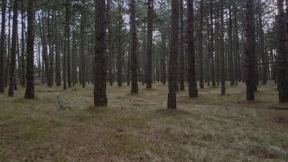 Walking among the trees in a forest., Stock Footage | VideoHive