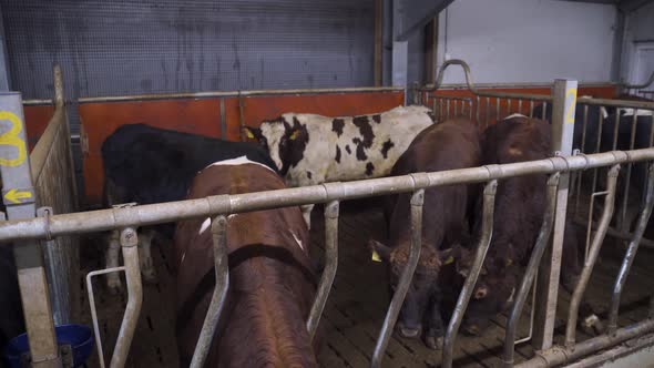 Group of oxen eating hay in own stable area. Indoor farm in Norway ...