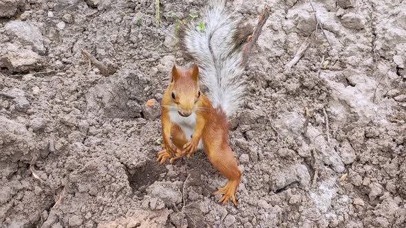 A Ginger Squirrel with a White Fluffy Tail Runs Around with a Nut in ...