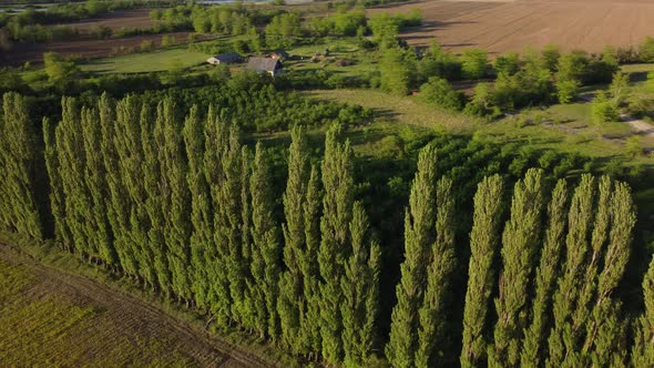 Windbreak Trees And Farm At Sunset, Stock Footage | VideoHive