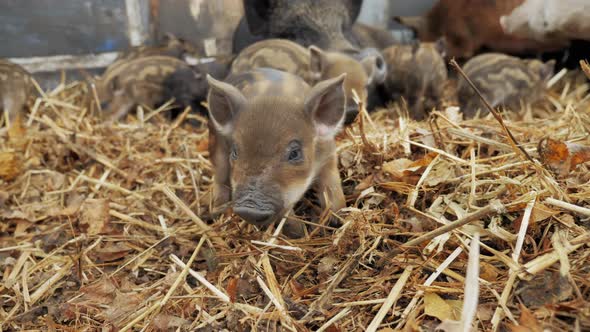 Cute Little Piglet Funny Sniffing Camera Pig and Organic Meat Farm ...