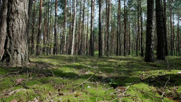 Pine Forest Passage Through the Forest with Trees and Moss, Stock Footage