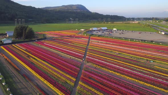 Aerial drone view of tulip flowers fields growing in rows of crops ...