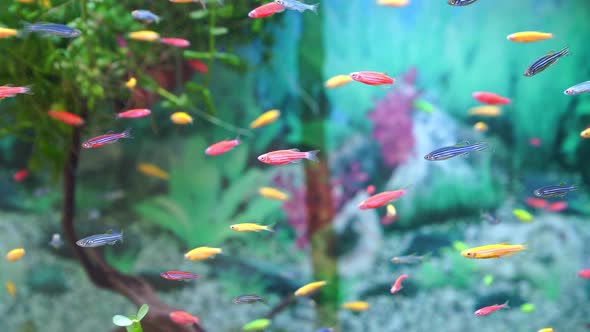 Danio Small Fast Fish with Unusual Colors, Stock Footage | VideoHive