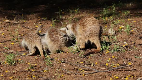 Grooming Meerkat Family, Stock Footage | VideoHive