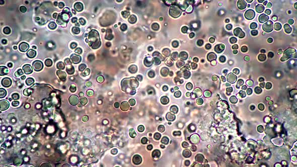 The Microflora of Fermented Milk Ayran is Spherical Lactic Acid ...